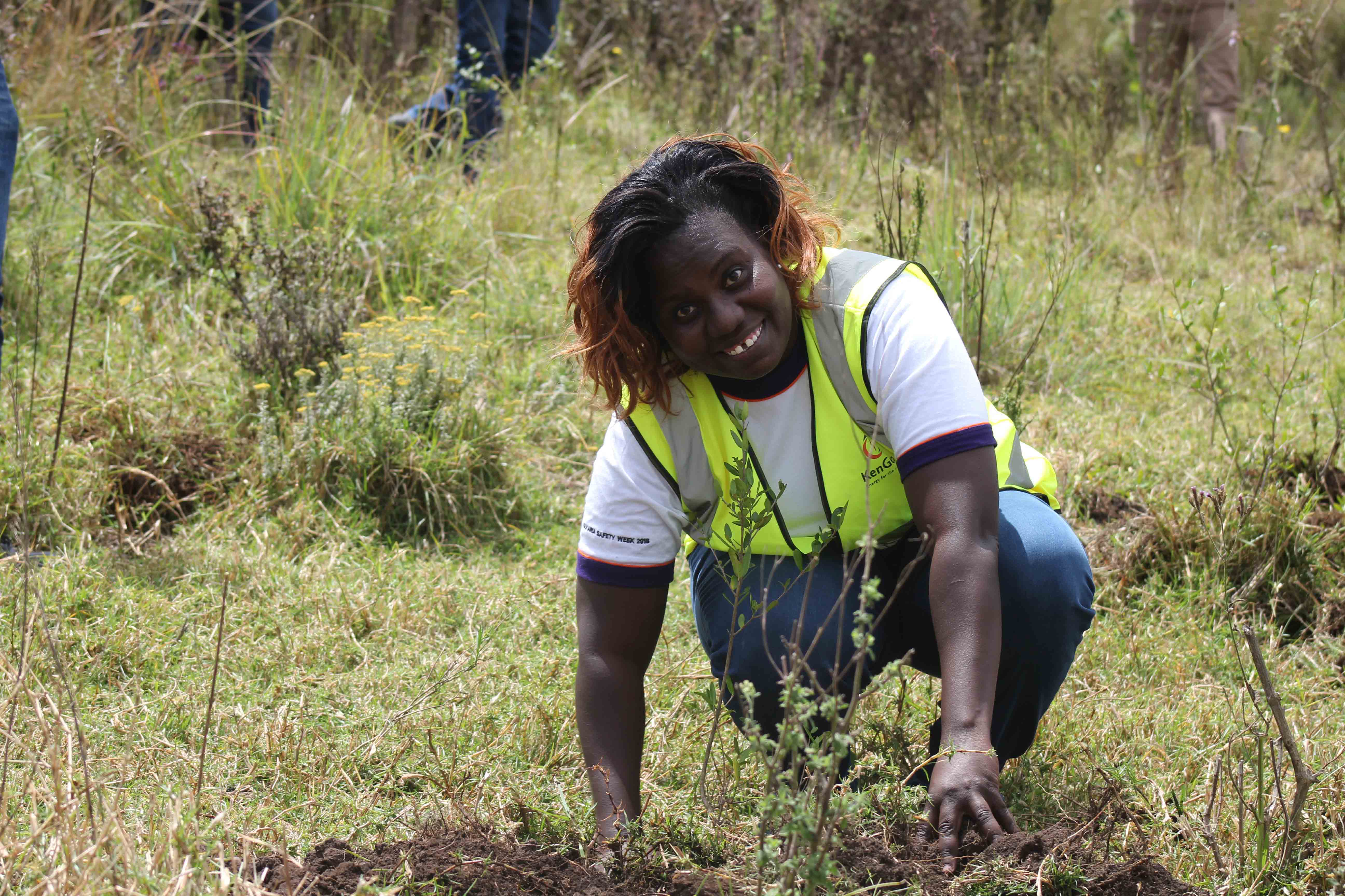 Olkaria Givers “Green” Eburru Forest with 1,000 Indigenous Trees ...