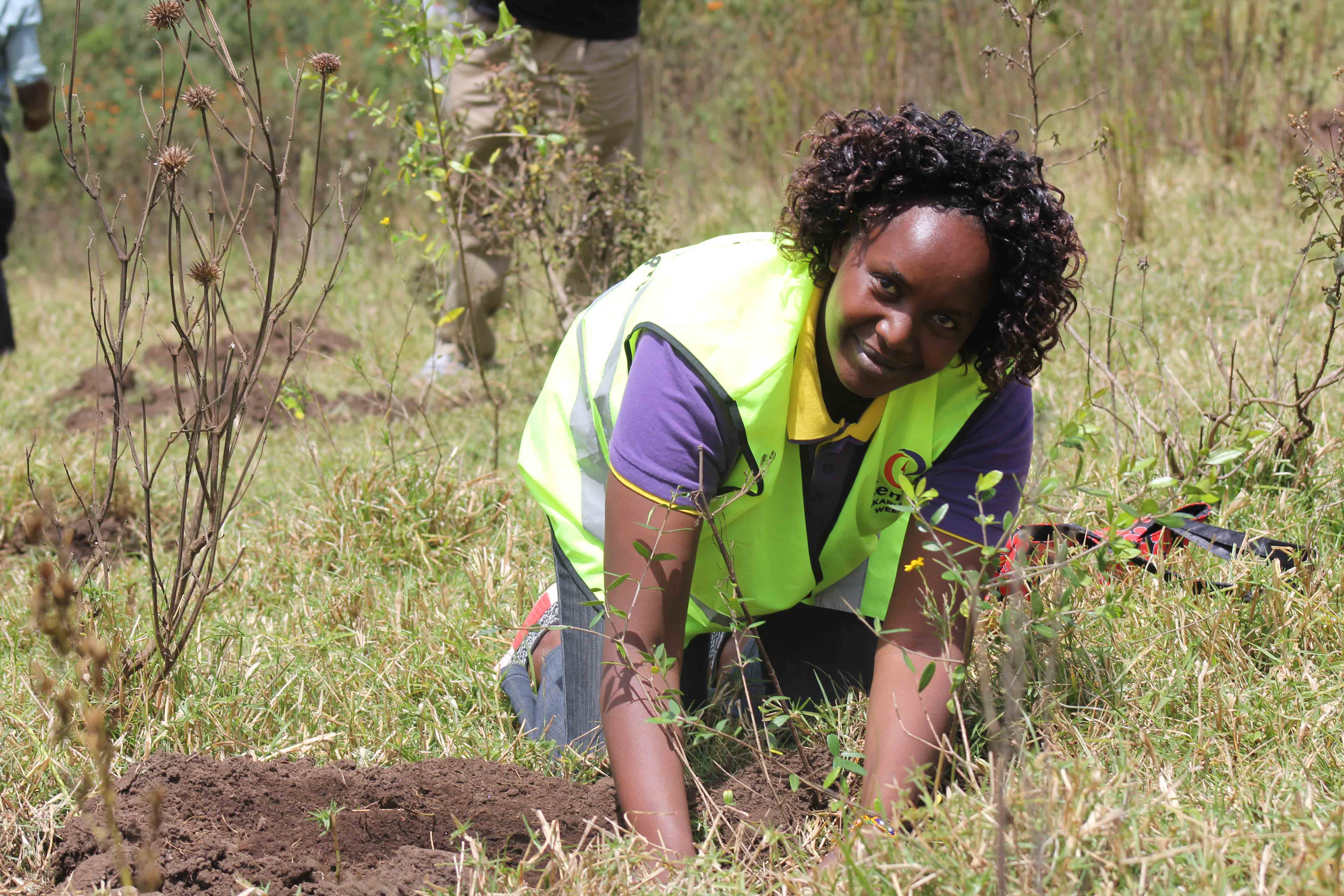 Olkaria Givers “Green” Eburru Forest with 1,000 Indigenous Trees ...