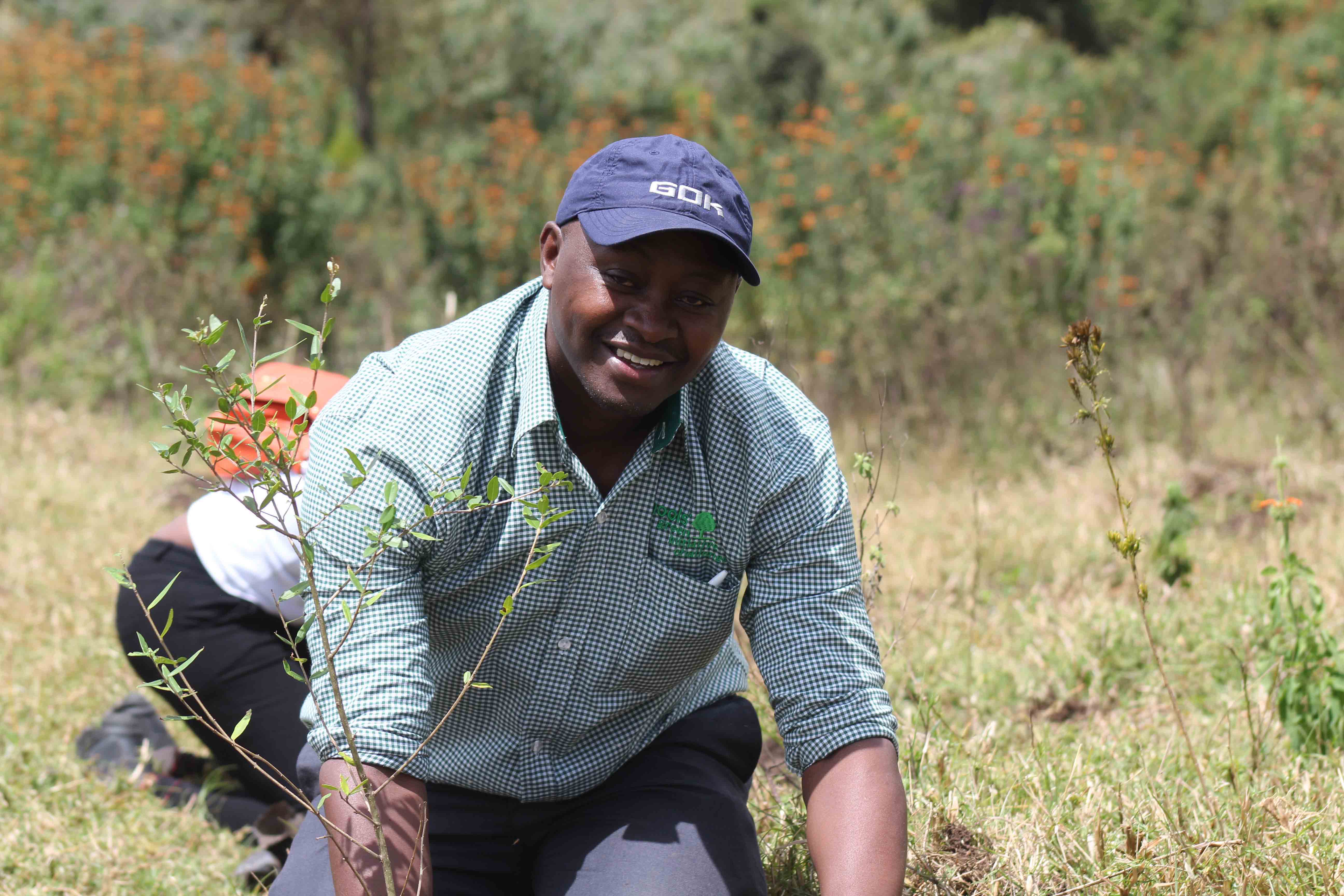 Olkaria Givers “Green” Eburru Forest with 1,000 Indigenous Trees ...