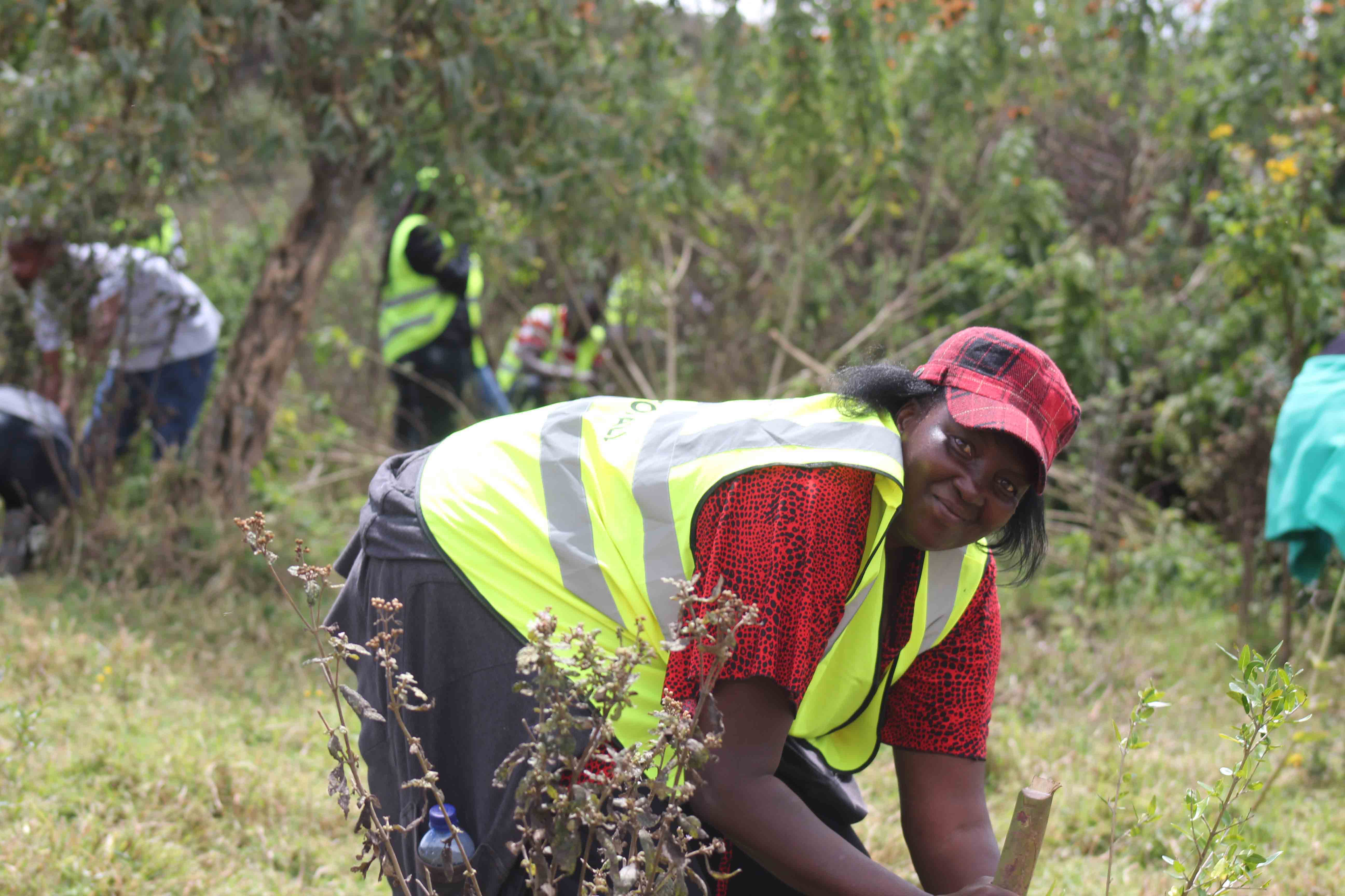 Olkaria Givers “Green” Eburru Forest with 1,000 Indigenous Trees ...