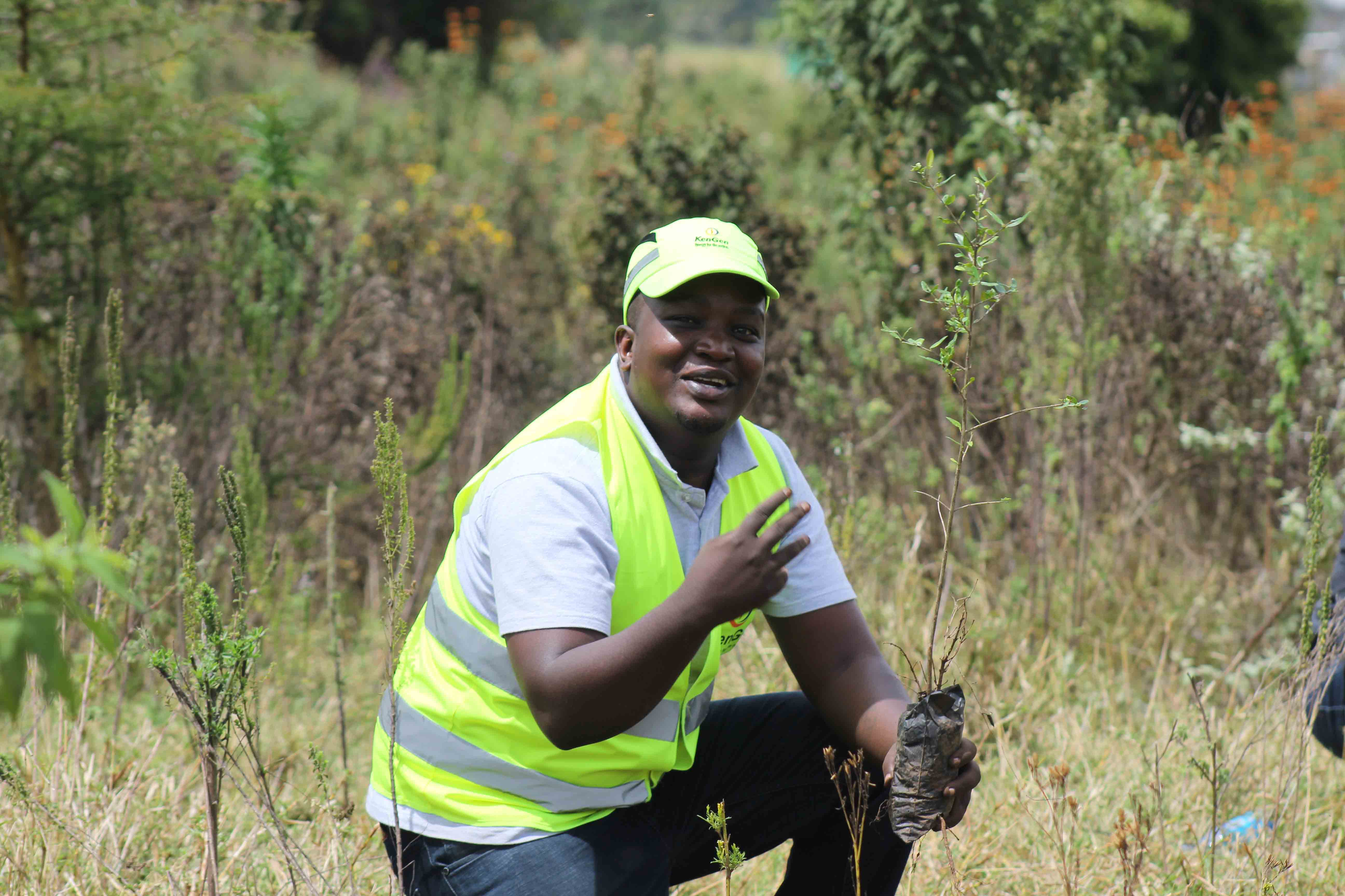 Olkaria Givers “Green” Eburru Forest with 1,000 Indigenous Trees ...