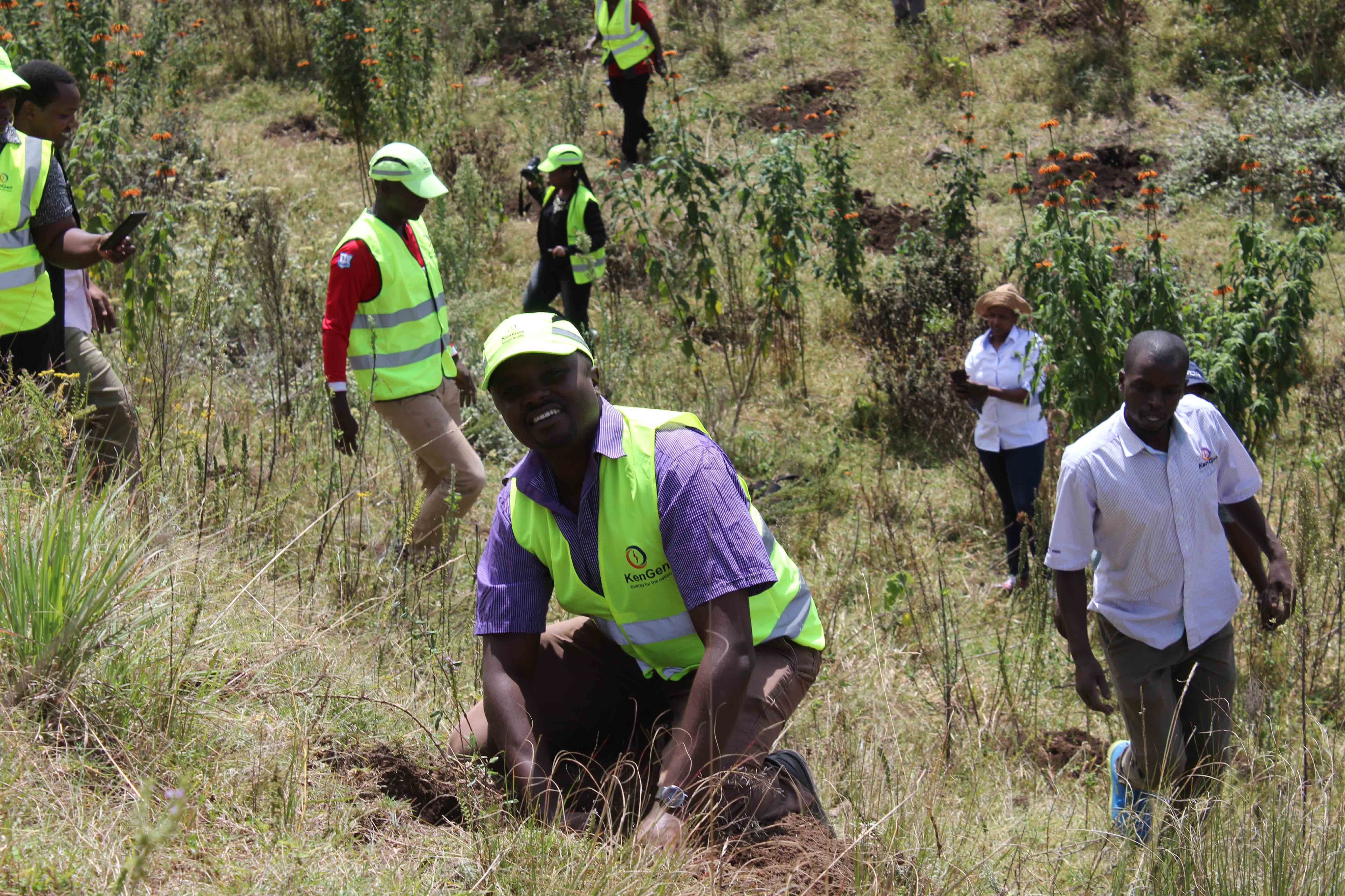 Olkaria Givers “Green” Eburru Forest with 1,000 Indigenous Trees ...